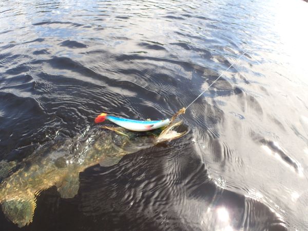Gros shad et montage shallow, le top pour la pêche du brochet